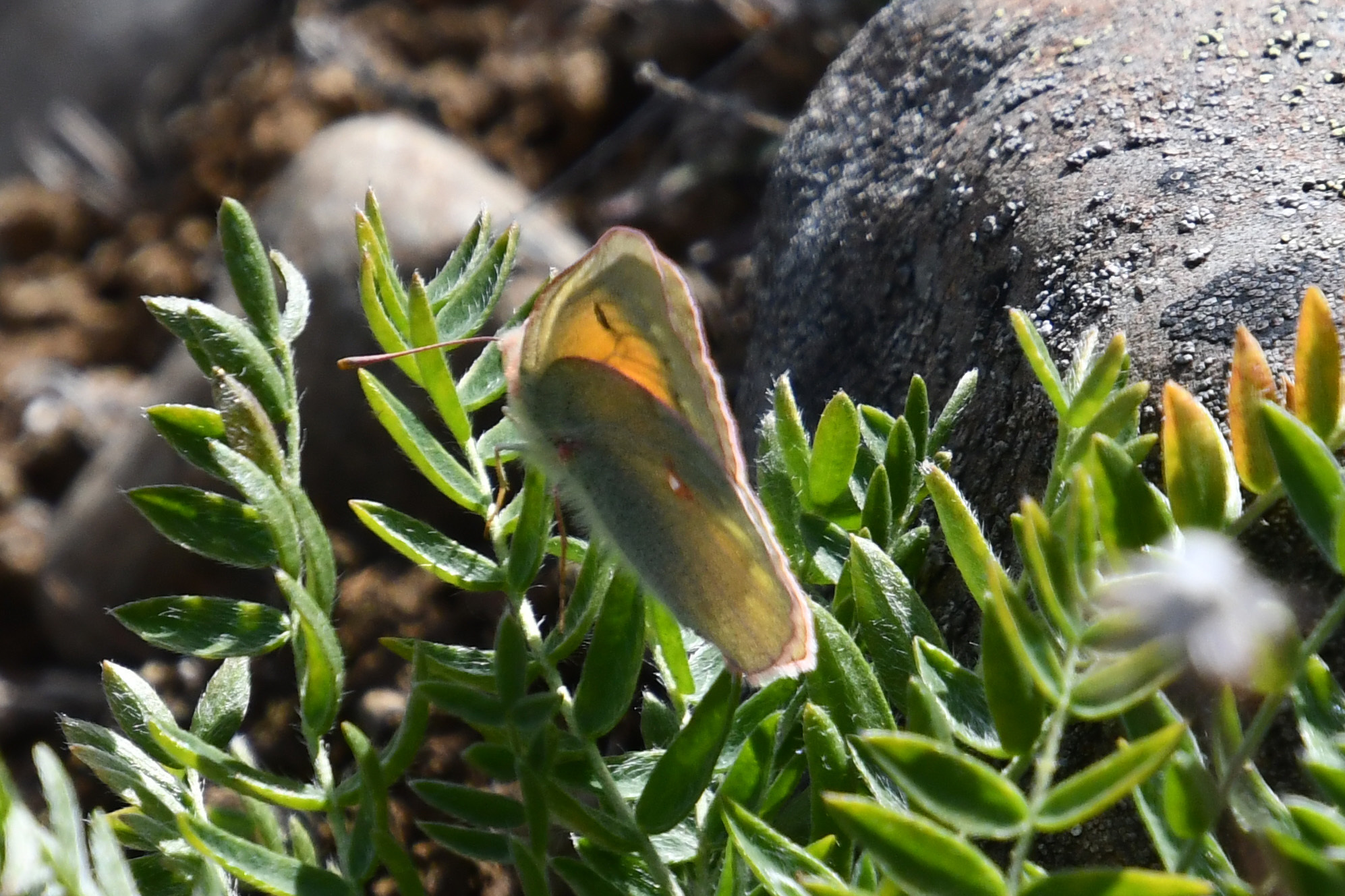 Colias hecla Lefèbvre, 1836