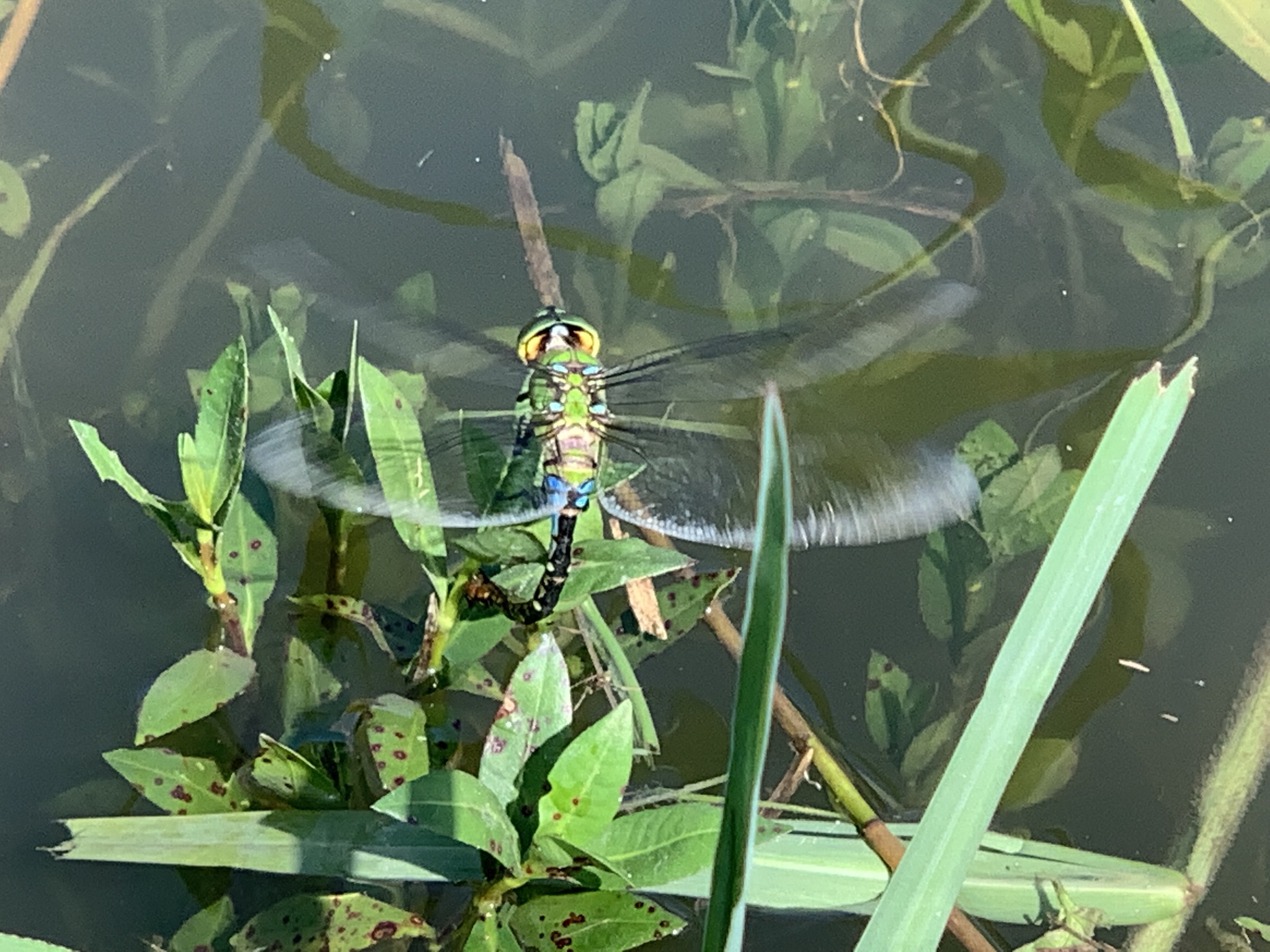 Anax panybeus Hagen, 1867