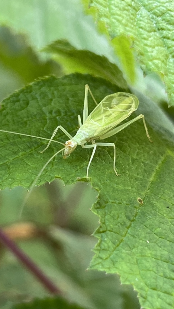 Snowy Tree Cricket from Taylor Creek Park, Toronto, ON, CA on September ...
