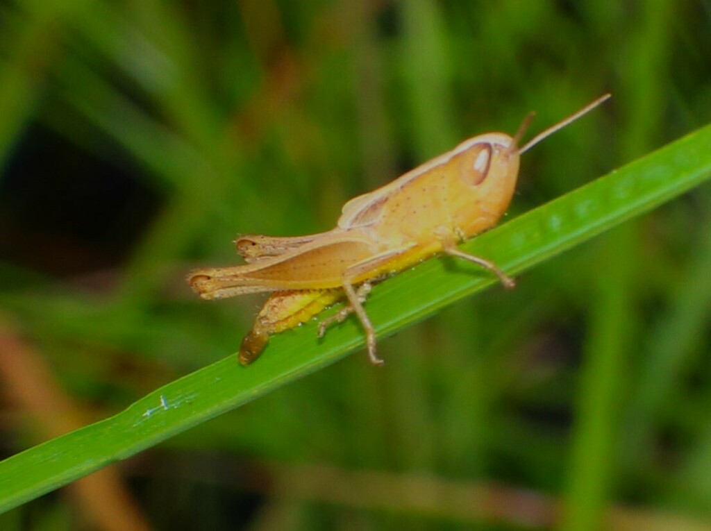 Brown Winter Grasshopper from Lake County, FL, USA on August 21, 2022 ...