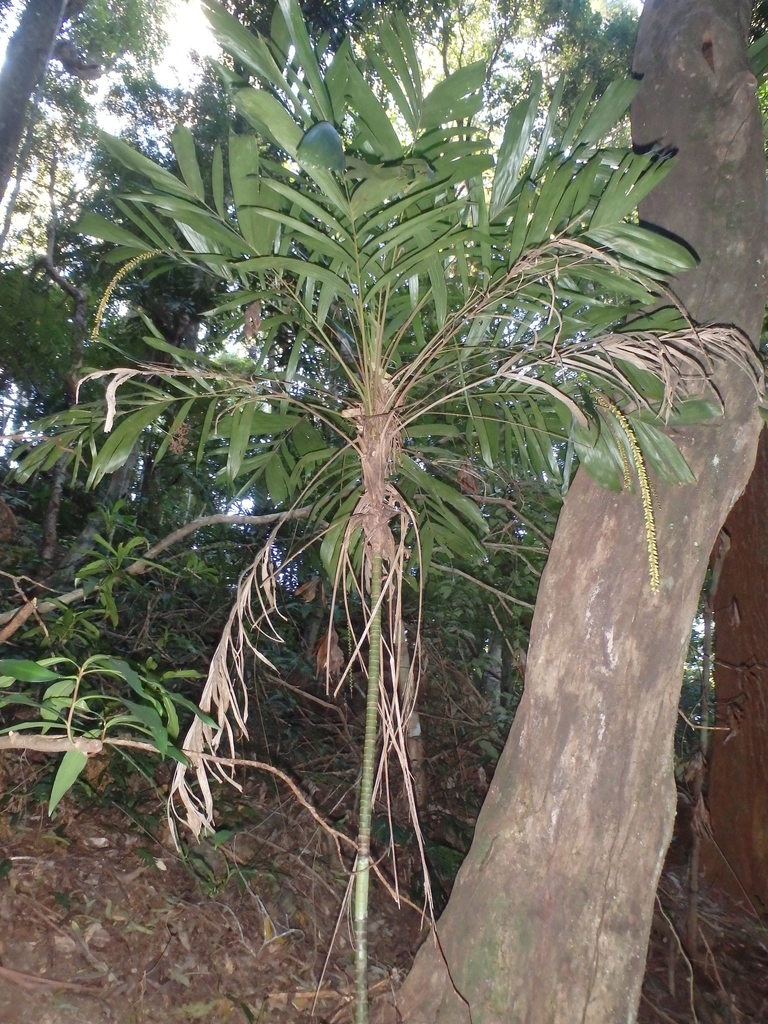 Walking stick palm from Never Never NSW 2453, Australia on August 11, 2018 at 01:11 PM by Nick ...