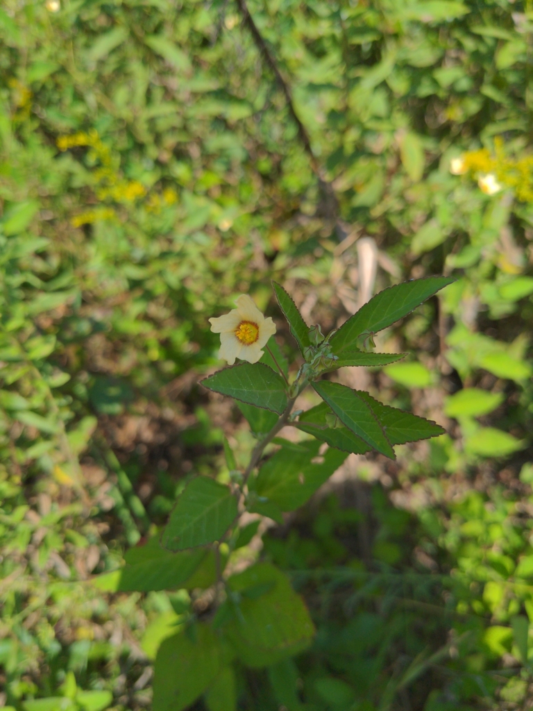 Common Fanpetals from Clarkton, NC 28433, USA on September 20, 2022 at ...