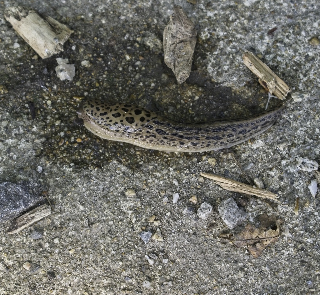 Leopard Slug from Great Diamond Island, Portland, ME 04109, USA on ...