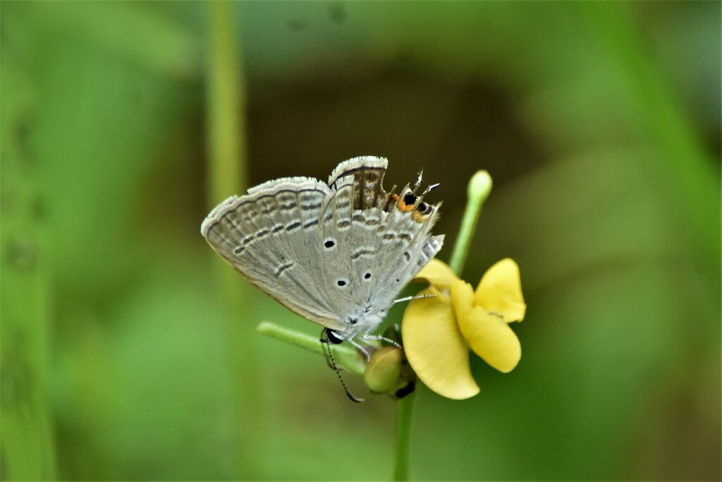 Gram Blue from Urja Park, Fundahar, Chhattisgarh 492012, India on ...