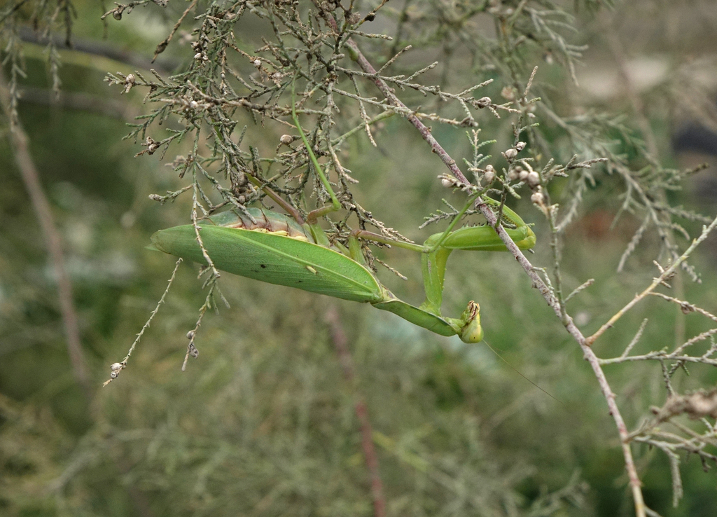 Transcaucasian Giant Mantis from Russia, Republic of Dagestan ...