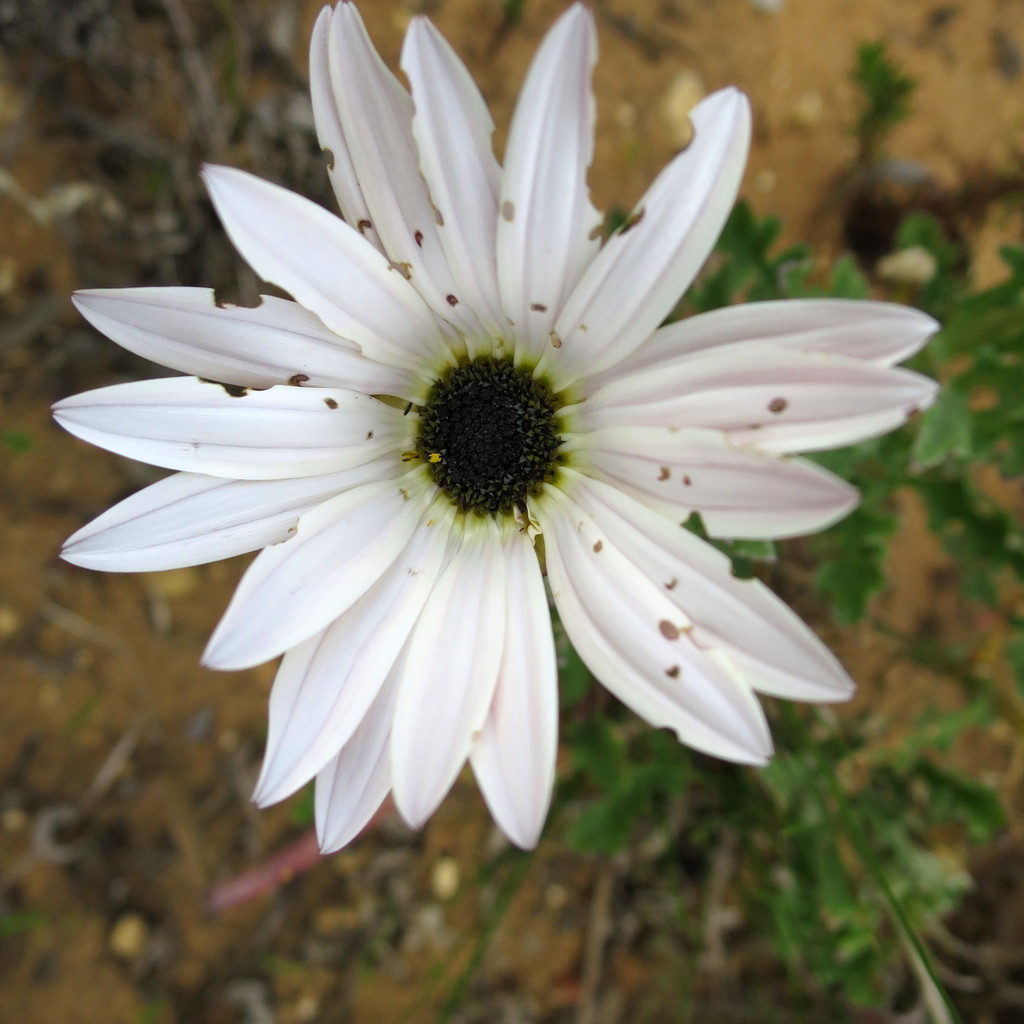 Arctotis pinnatifida from Gourikwa South Cape DC, South Africa on ...