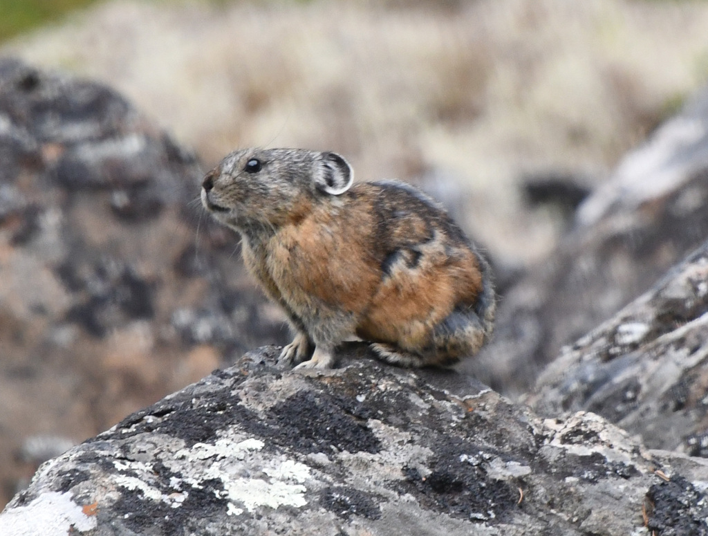 Northern Pika (Ochotona hyperborea) - Know Your Mammals