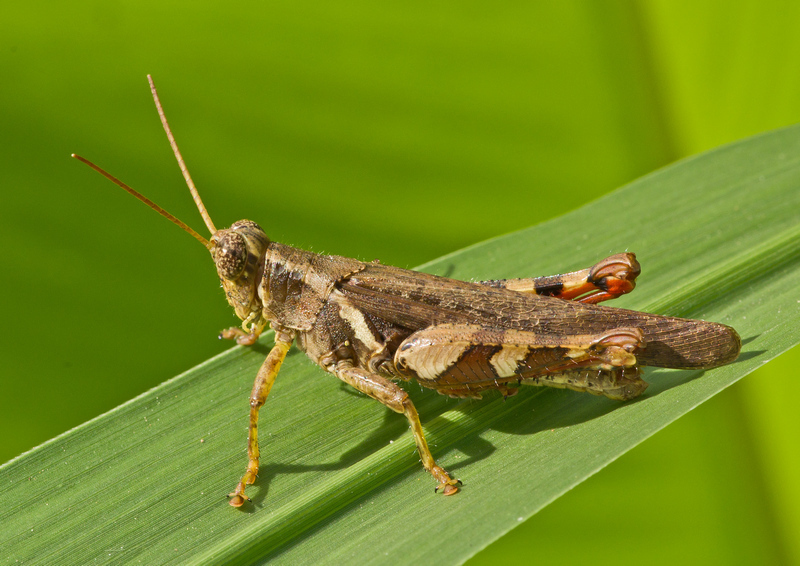 Xenocatantops humilis (版纳植物园夜间常见生物（部分）) · iNaturalist