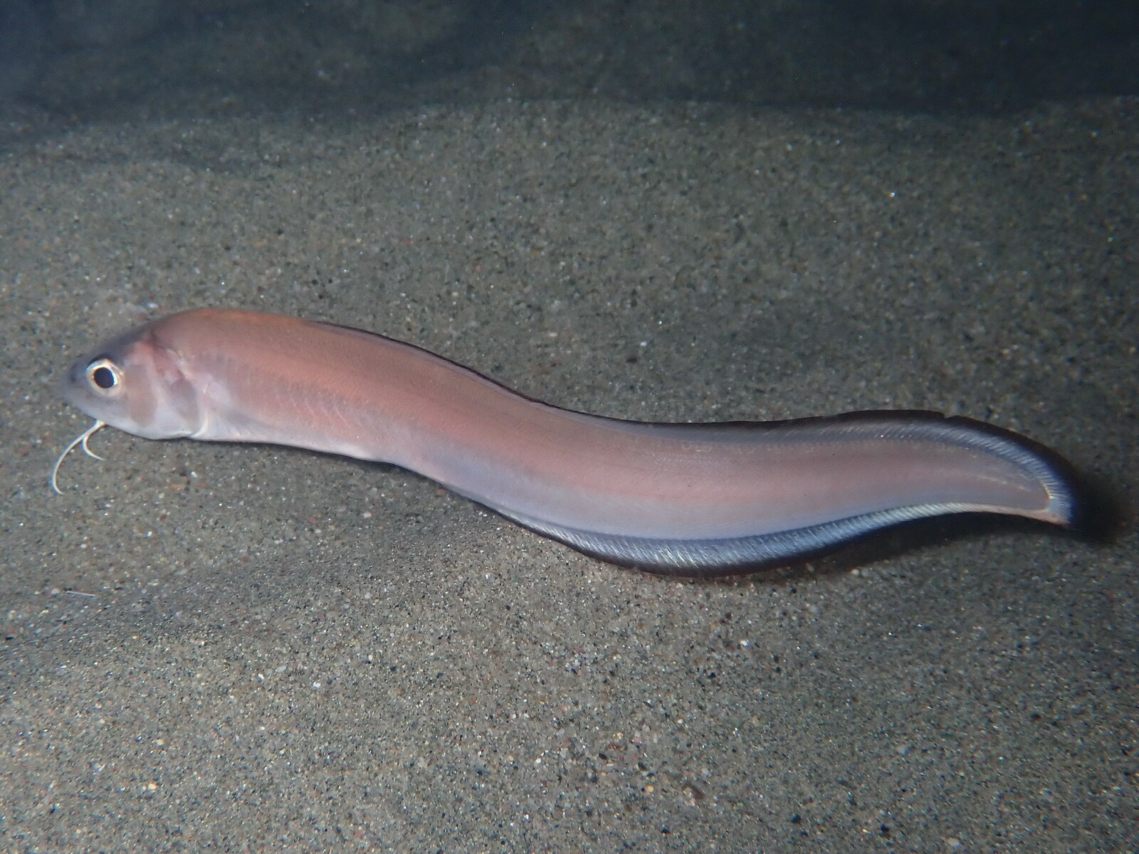 Ophidion rochei Müller, 1845