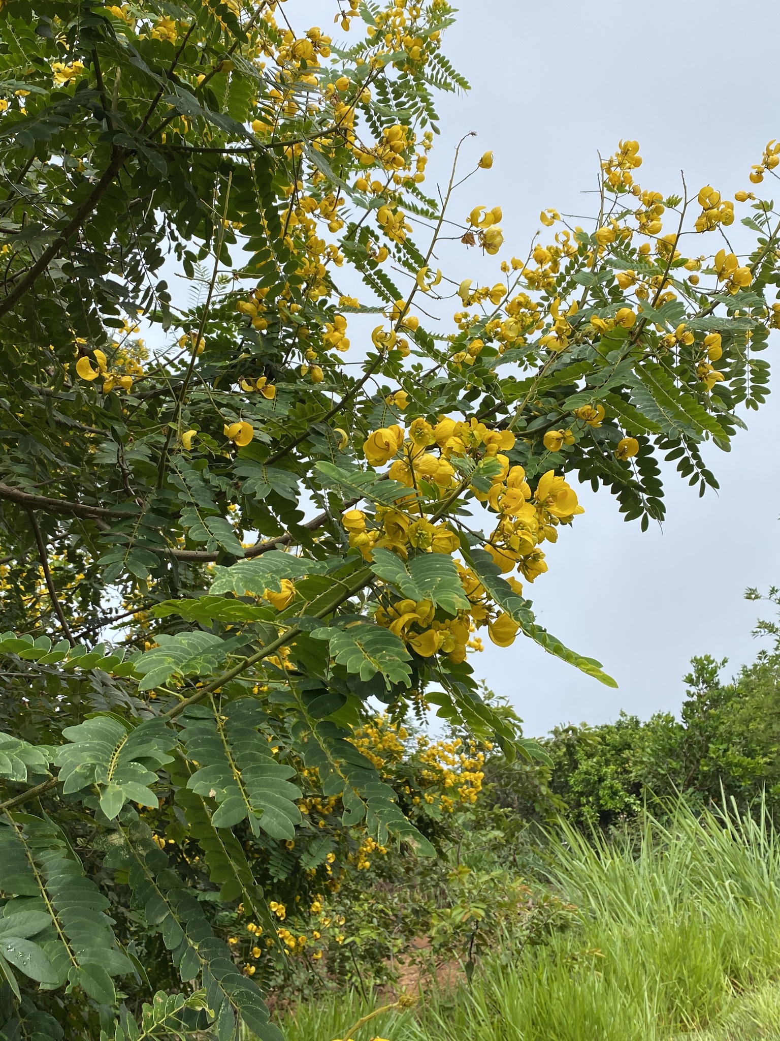 Senna spectabilis (DC.) H.S.Irwin & Barneby