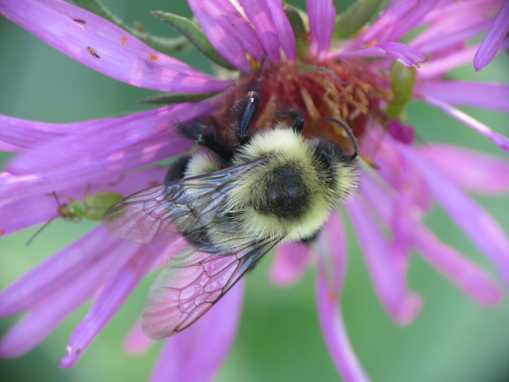Common Eastern Bumble Bee in September 2022 by wmct276 · iNaturalist