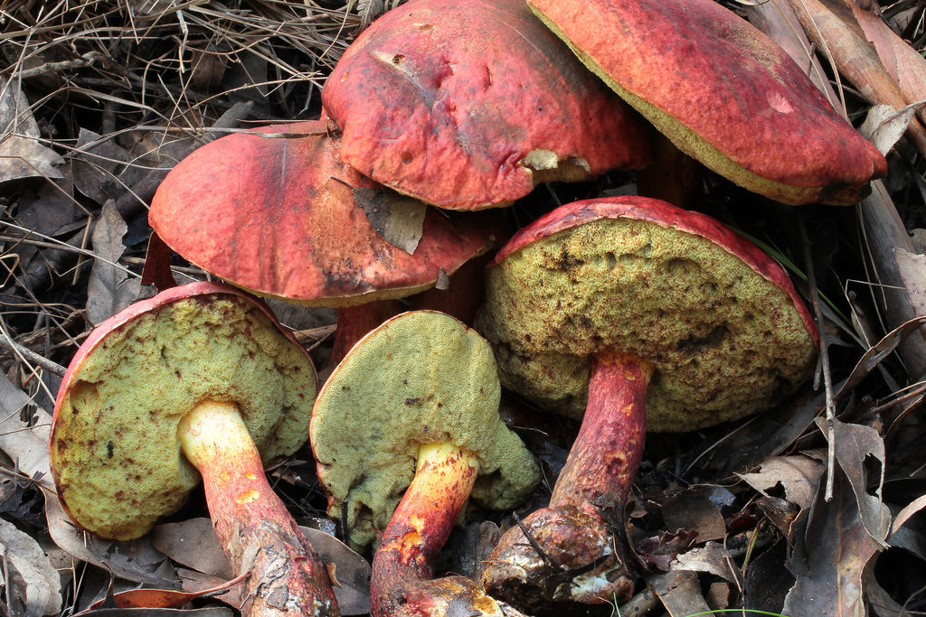 Heimioporus fruticicola from Australia. New South Wales. Central Coast ...