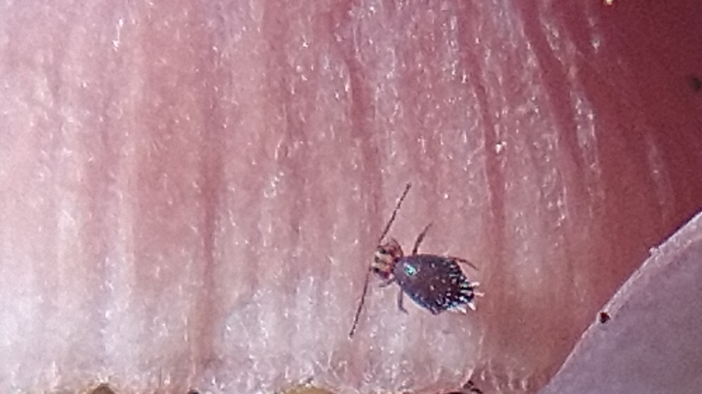 Globular Springtails from Kitimat-Stikine, BC, Canada on September 17 ...