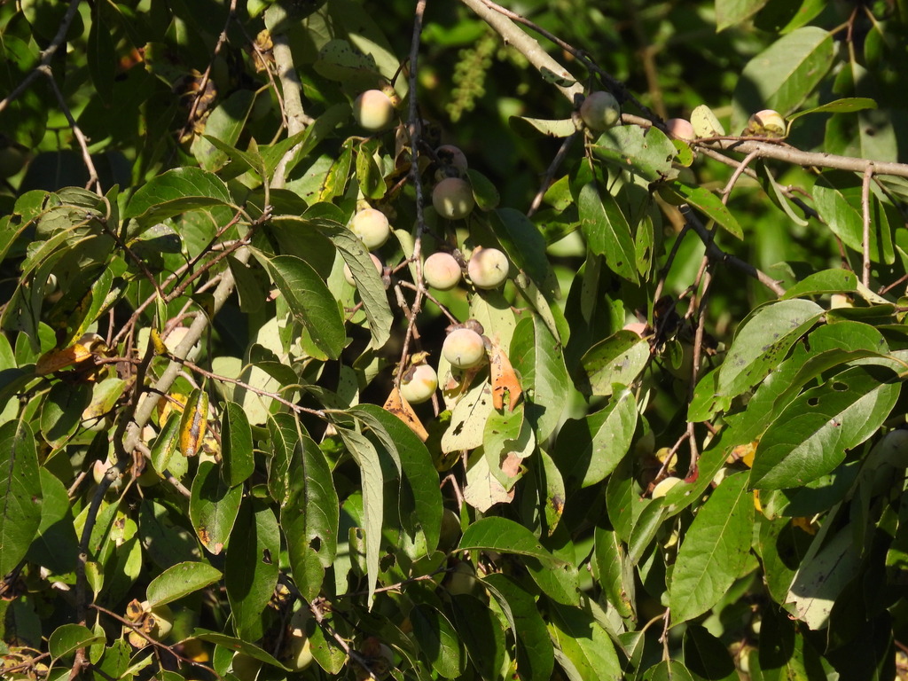 American persimmon from Rose Trail Park, Colbert County, AL, USA on ...