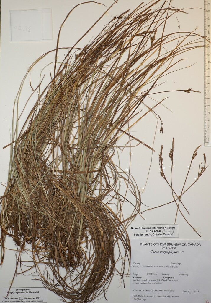 spring sedge from Canada, New Brunswick, County, Fundy National Park ...