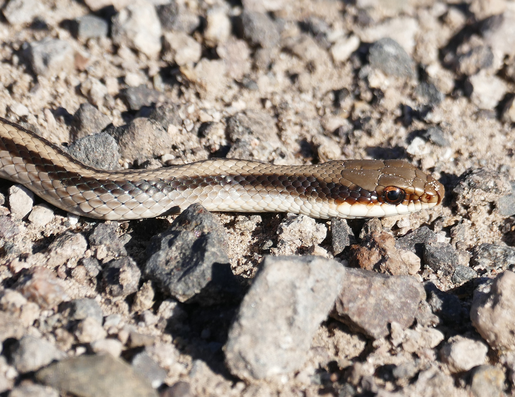 Eastern Patch-nosed Snake in September 2022 by Wendy McCrady · iNaturalist