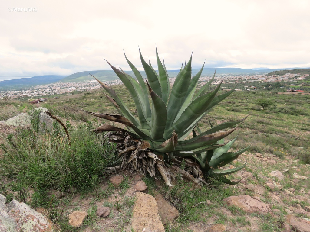 Pulque agave from San Luis de la Paz, Gto., México on September 18 ...