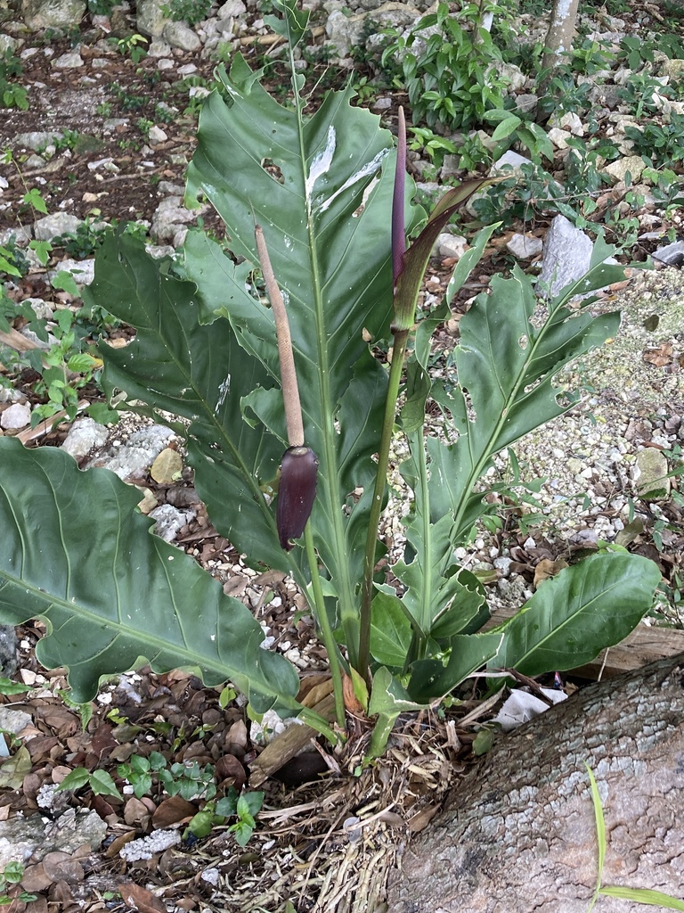 cola de faisán (El otate) · iNaturalist