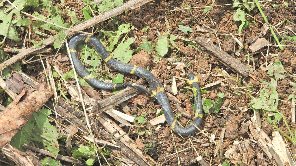 Western Snail-Eating Snake from Rosamorada, Nay., México on August 26 ...