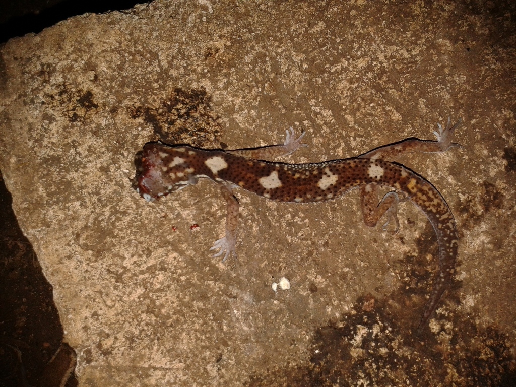 Yucatán Banded Gecko from Espita, Yucatán, México. on March 02, 2015 at ...
