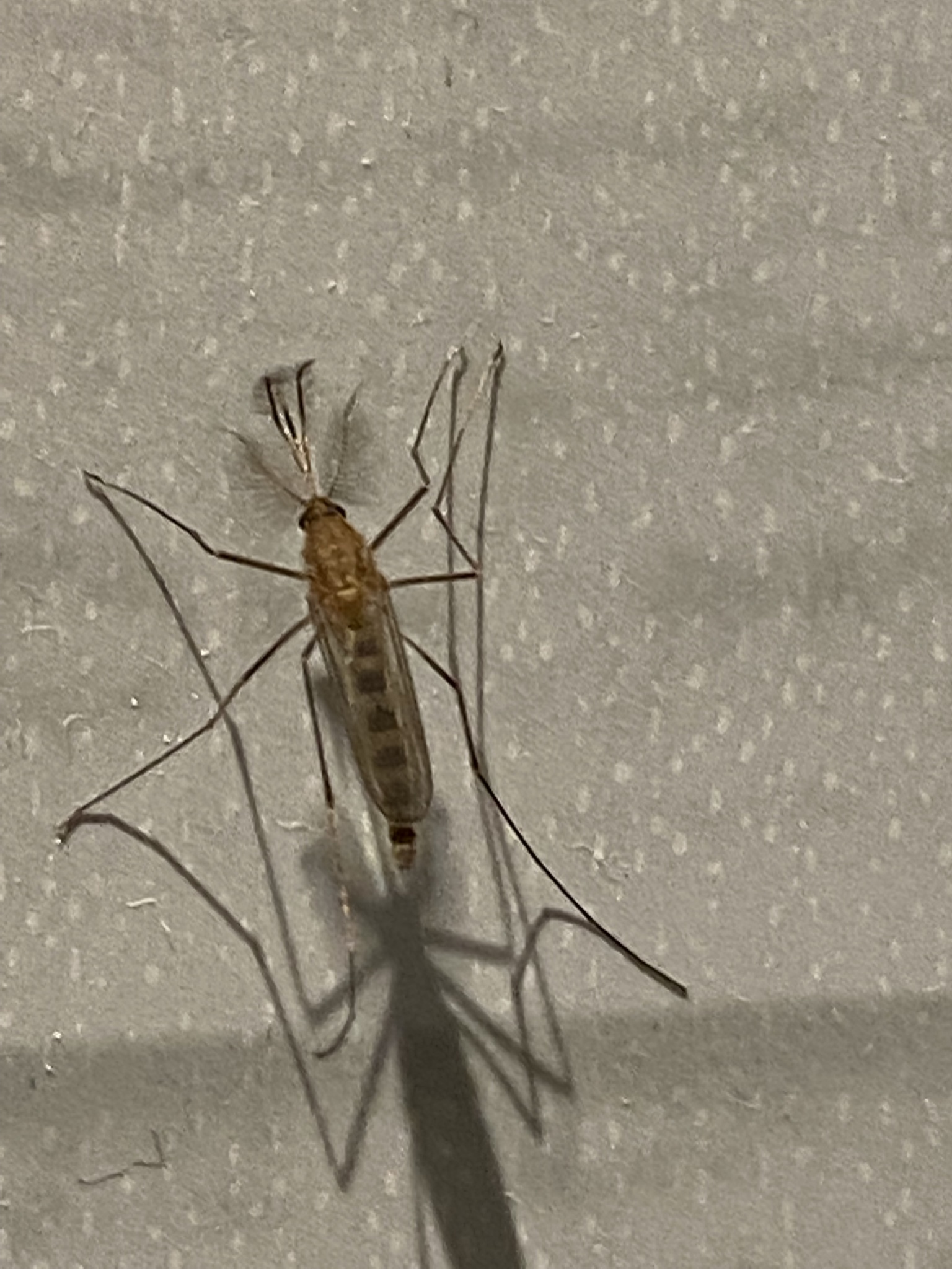 Culex pipiens Linnaeus, 1758