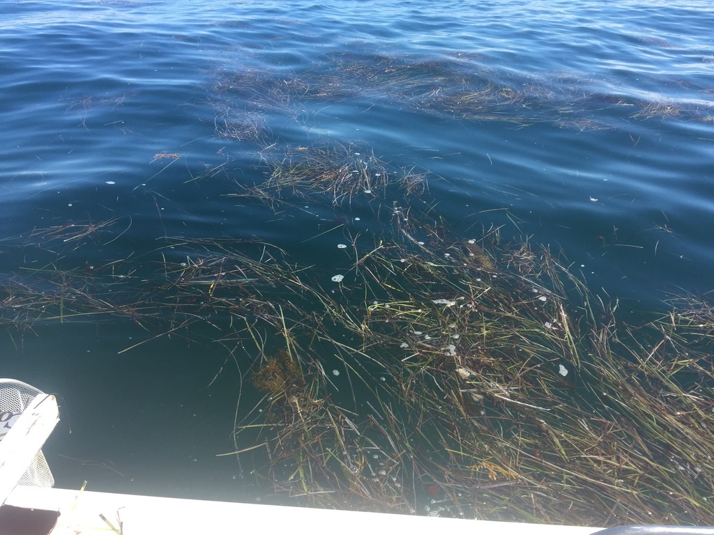 Common Dolphinfish from Vineyard Sound, MA on August 28, 2015 by David ...