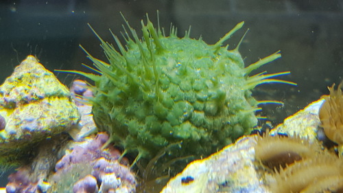 Tethya actinia · iNaturalist