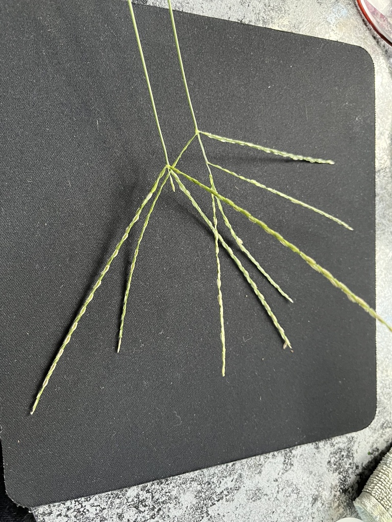 Tropical Finger-grass (Grasses, Sedges, Catails, and Allies (Order ...
