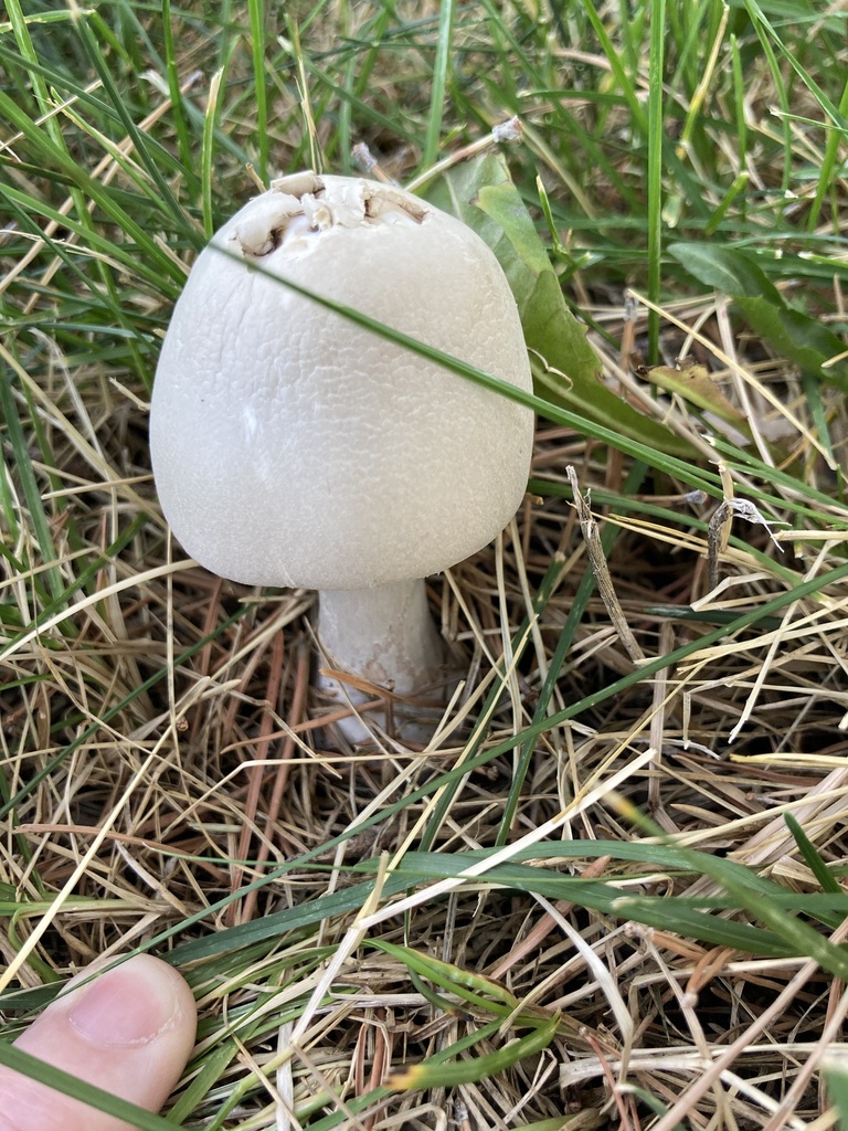 White Dapperling from Mueller Park Canyon and Trail, Bountiful, UT, US ...