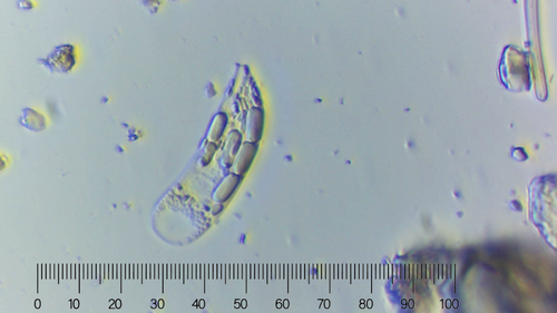 Menoidium obtusum · iNaturalist