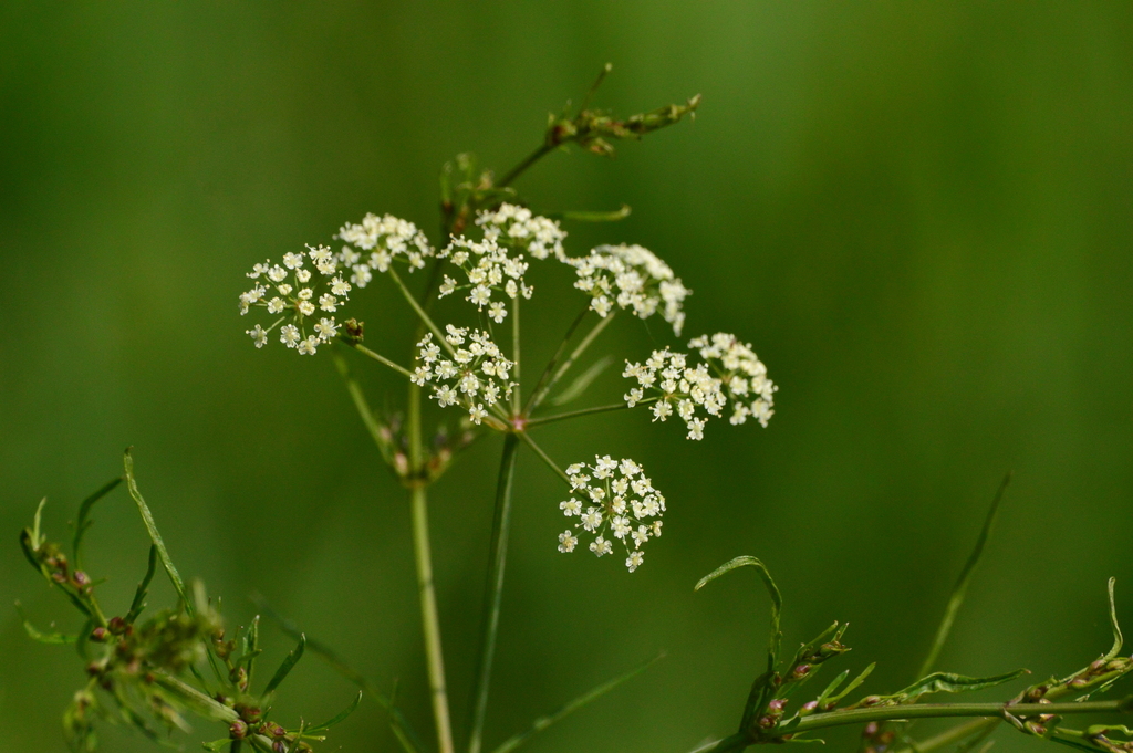 bulblet-bearing water hemlock (Cicuta bulbifera) - Botanical Realm