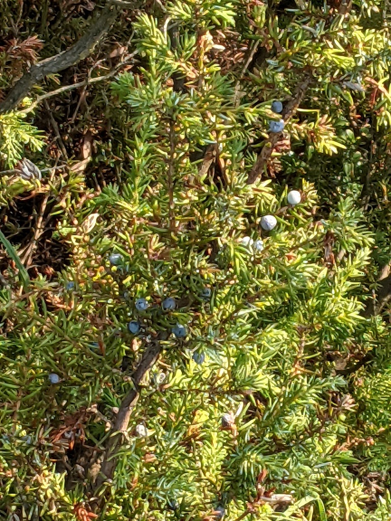 common juniper from Portage, IN, USA on September 16, 2022 at 08:53 AM ...