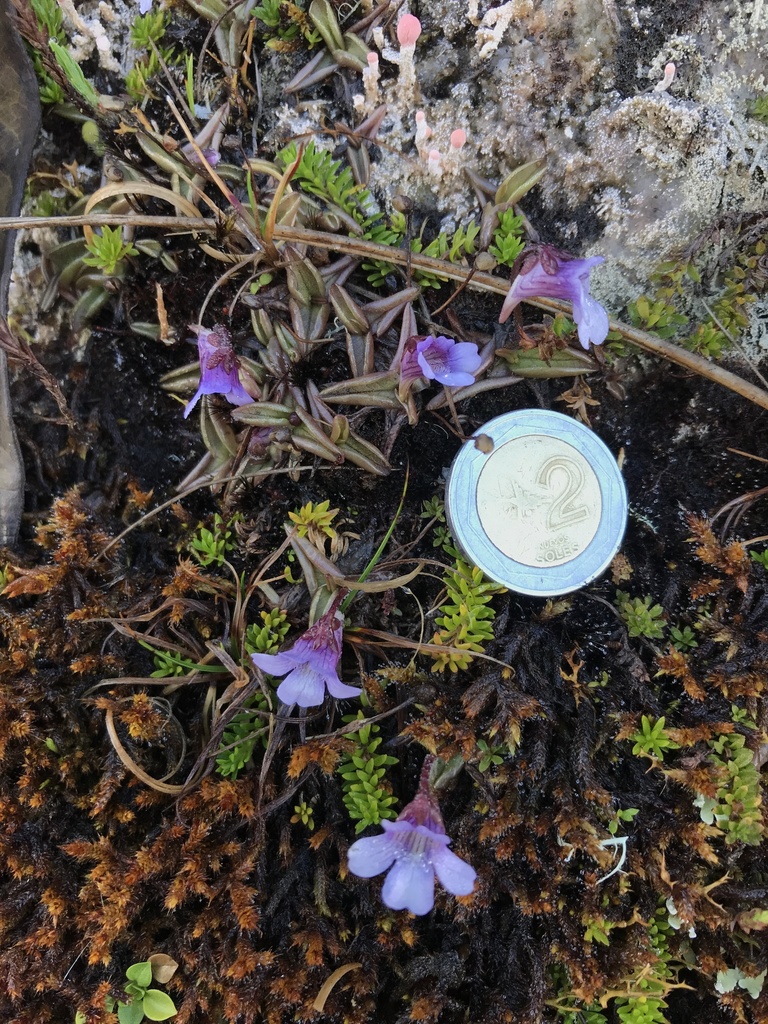 Pinguicula involuta in September 2022 by fffoliage · iNaturalist