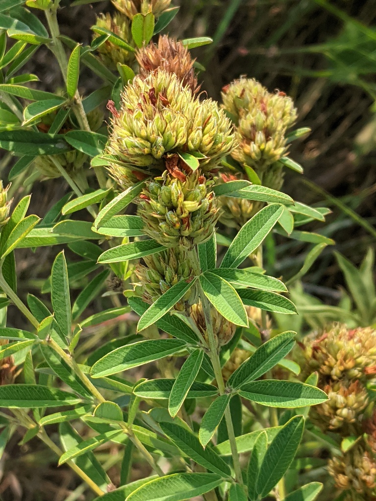round-headed bush clover from Indiana Dunes National Lakeshore, Porter ...
