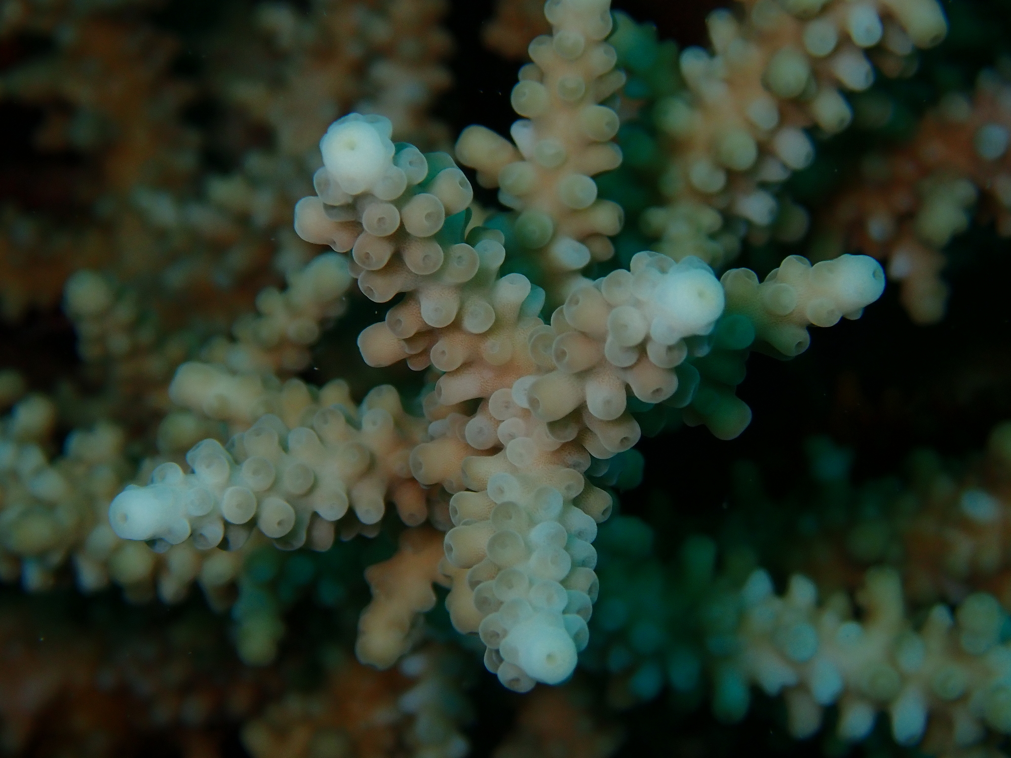 Acropora austera (Dana, 1846)
