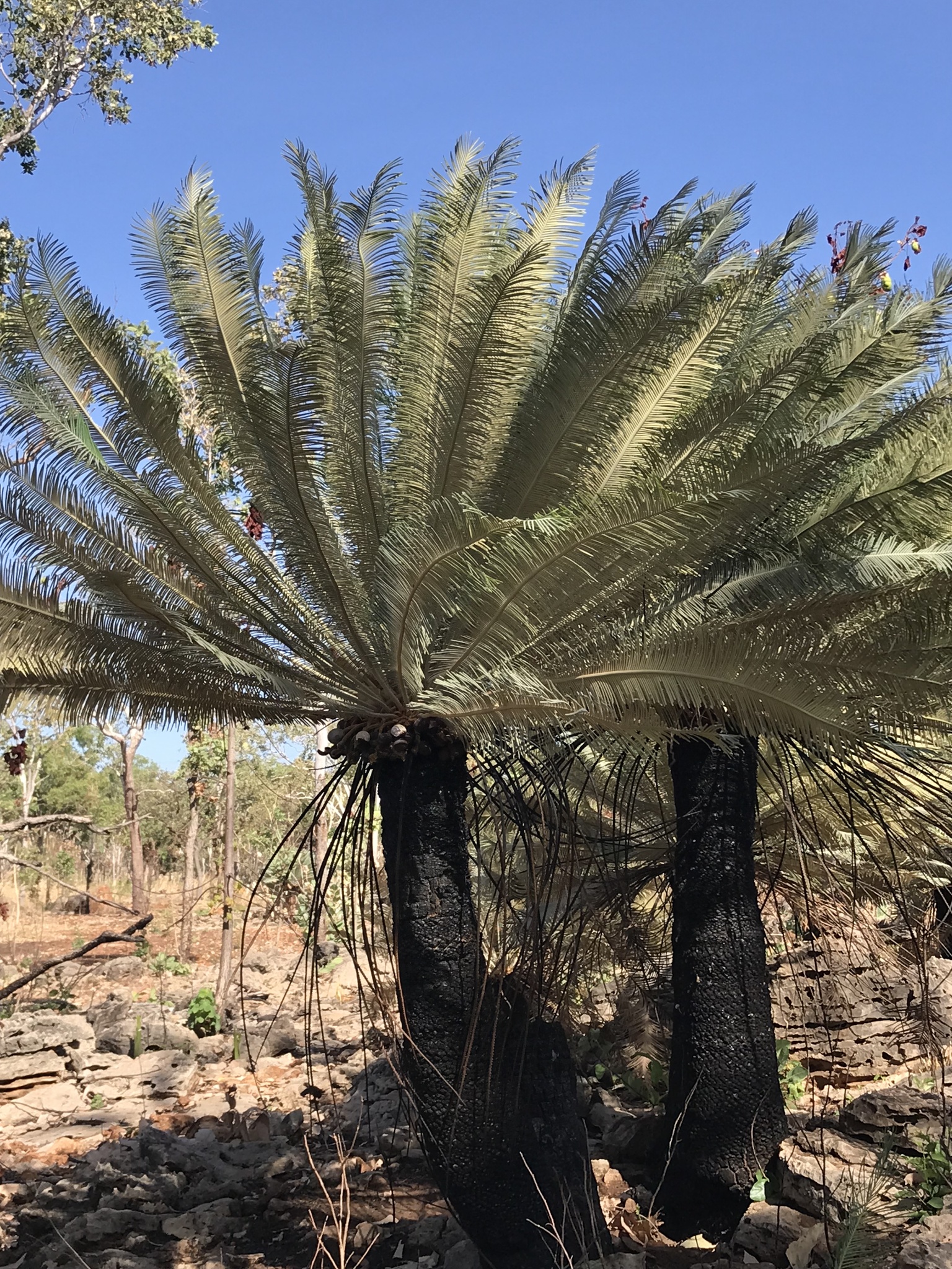 Cycas calcicola Maconochie