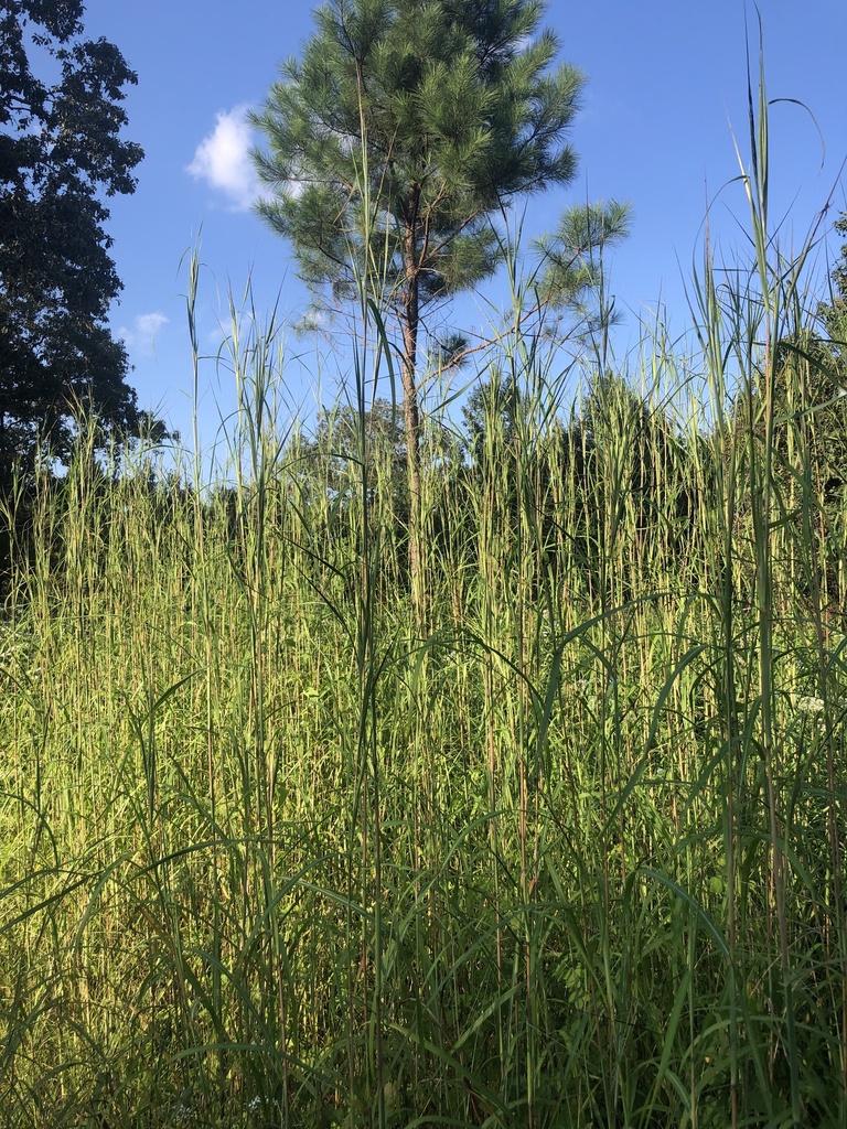 Sweet Tanglehead from Emelle, AL, US on September 20, 2022 at 04:53 PM ...