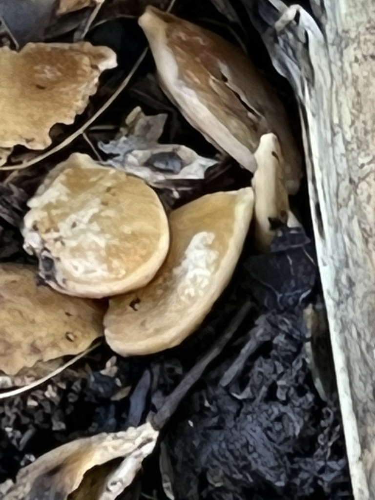 gourd family from Henderson, Auckland, New Zealand on June 27, 2022 at ...