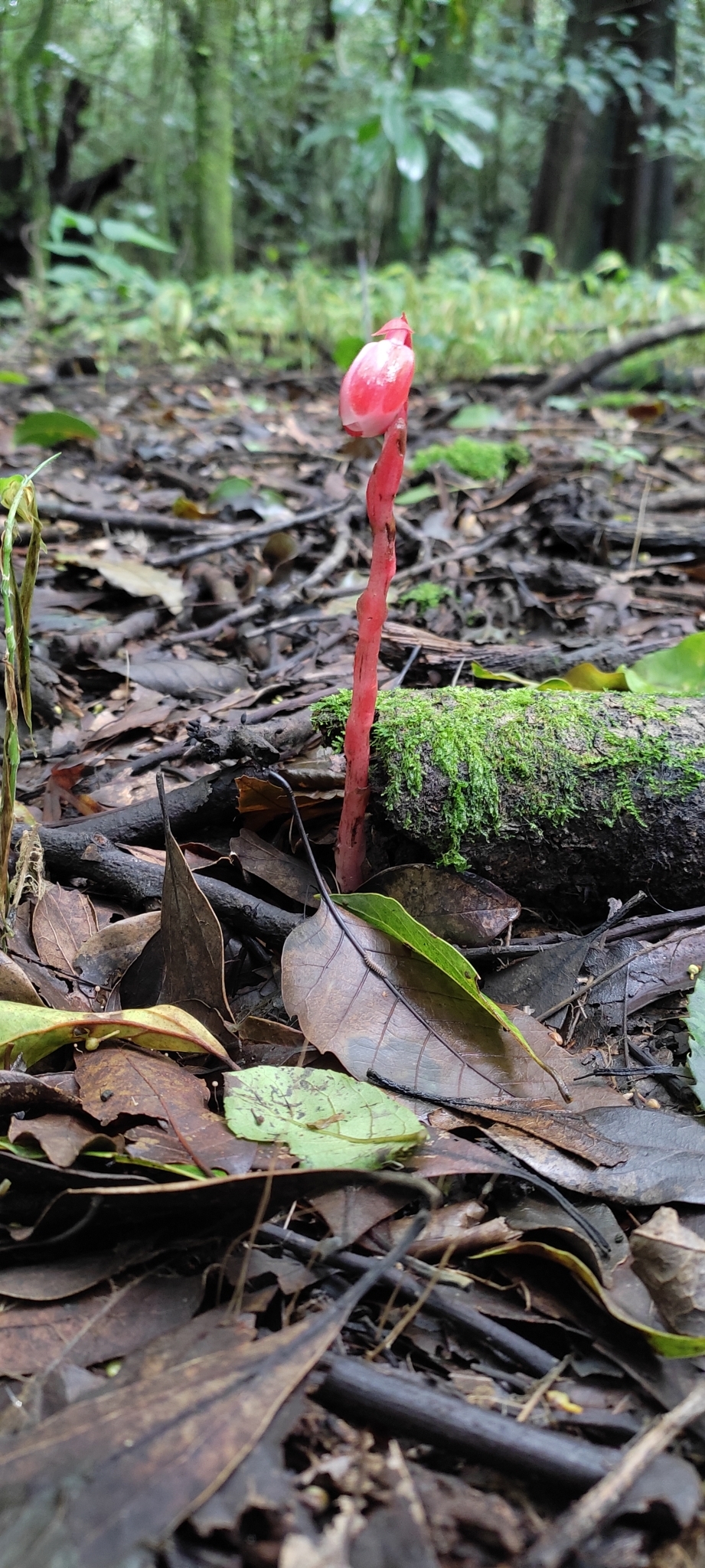 Monotropa coccinea Zucc.