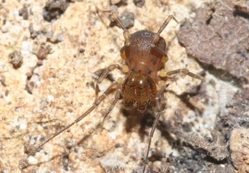 Samoid Harvestmen (Family Samoidae) · iNaturalist