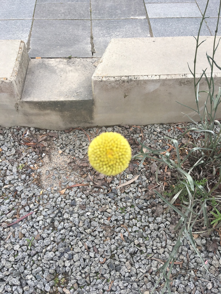 Common Billy buttons from Thomas St, Dandenong, VIC, AU on September 21 ...