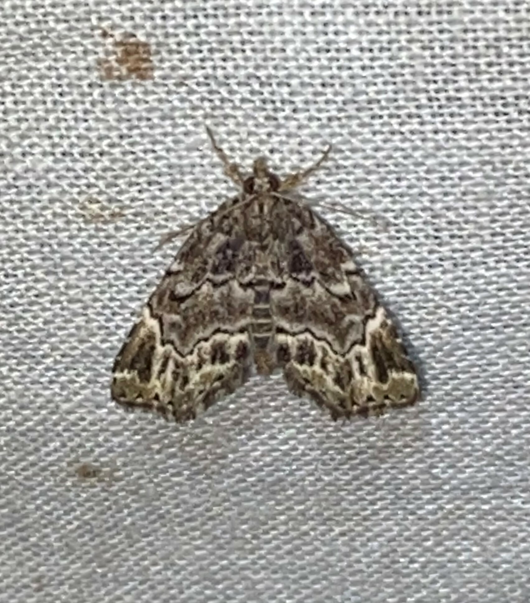 Cutina arcuata Pogue & Ferguson, 1998