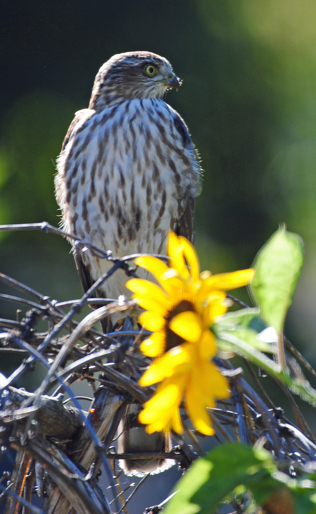 Sharp-shinned Hawk from Johnson St, Summerland, BC, CA on September 20 ...
