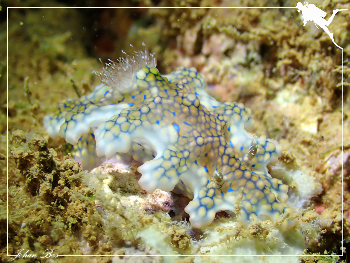 Miamira sinuata (van Hasselt, 1824)