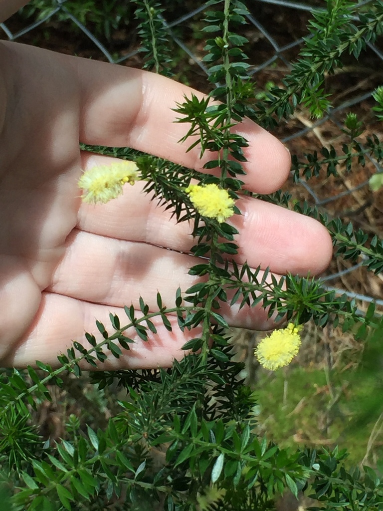 broad-leaf Prickly moses from Auckland, New Zealand on September 21 ...