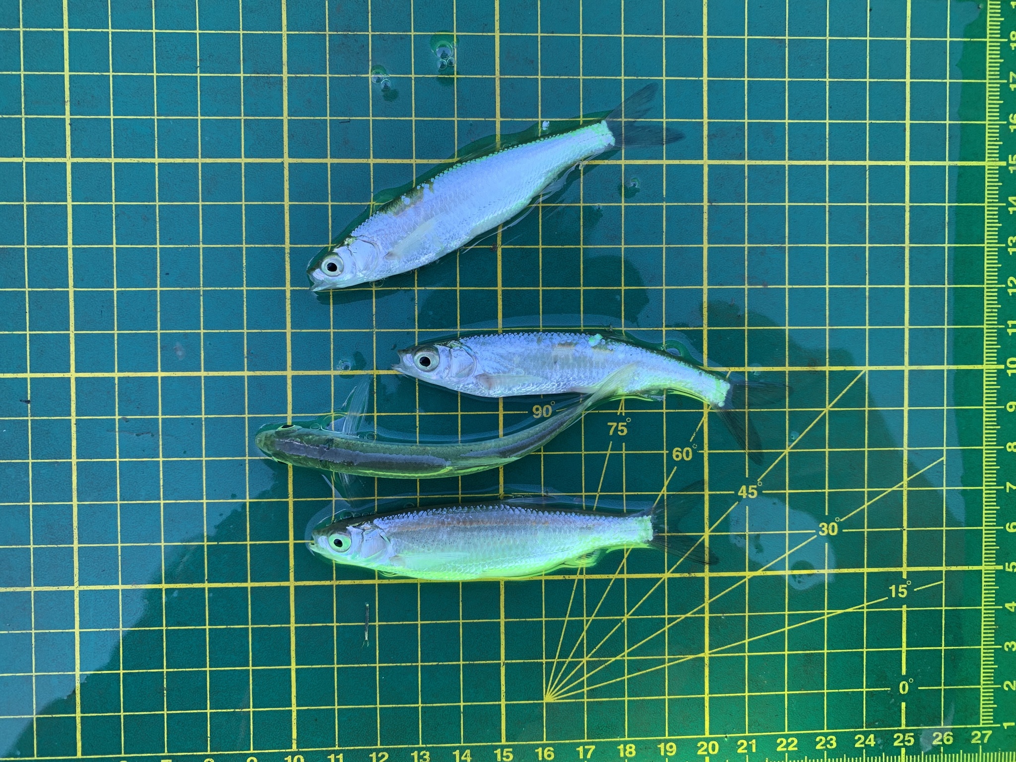 Hemiculter leucisculus (Basilewsky, 1855)