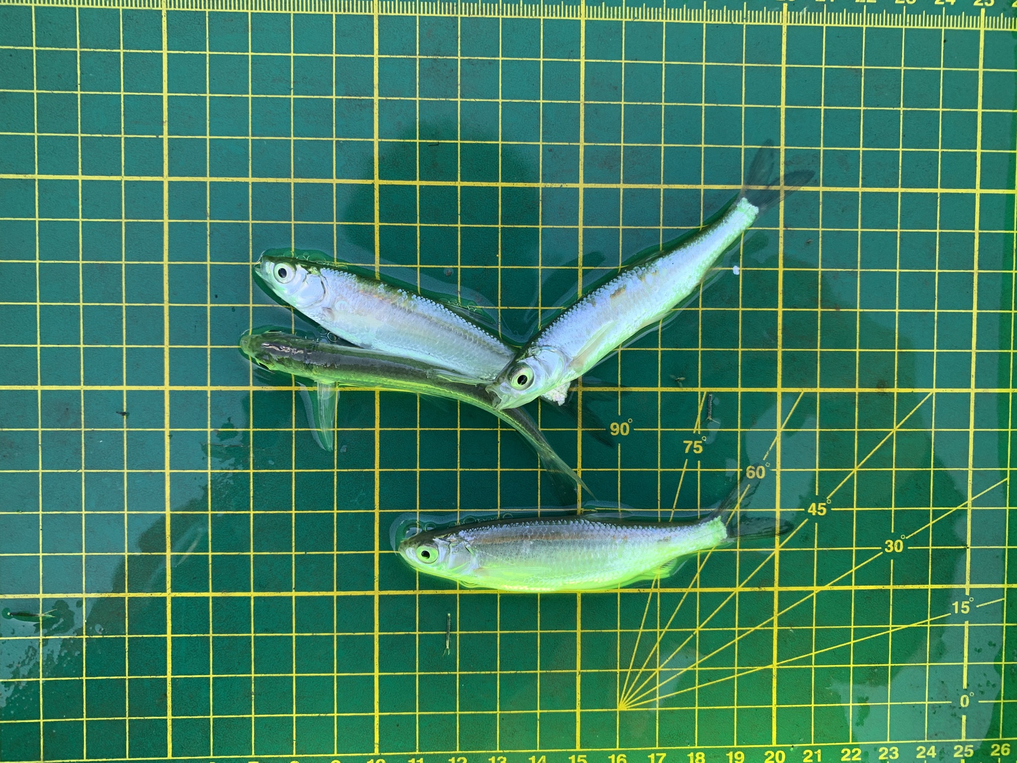 Hemiculter leucisculus (Basilewsky, 1855)