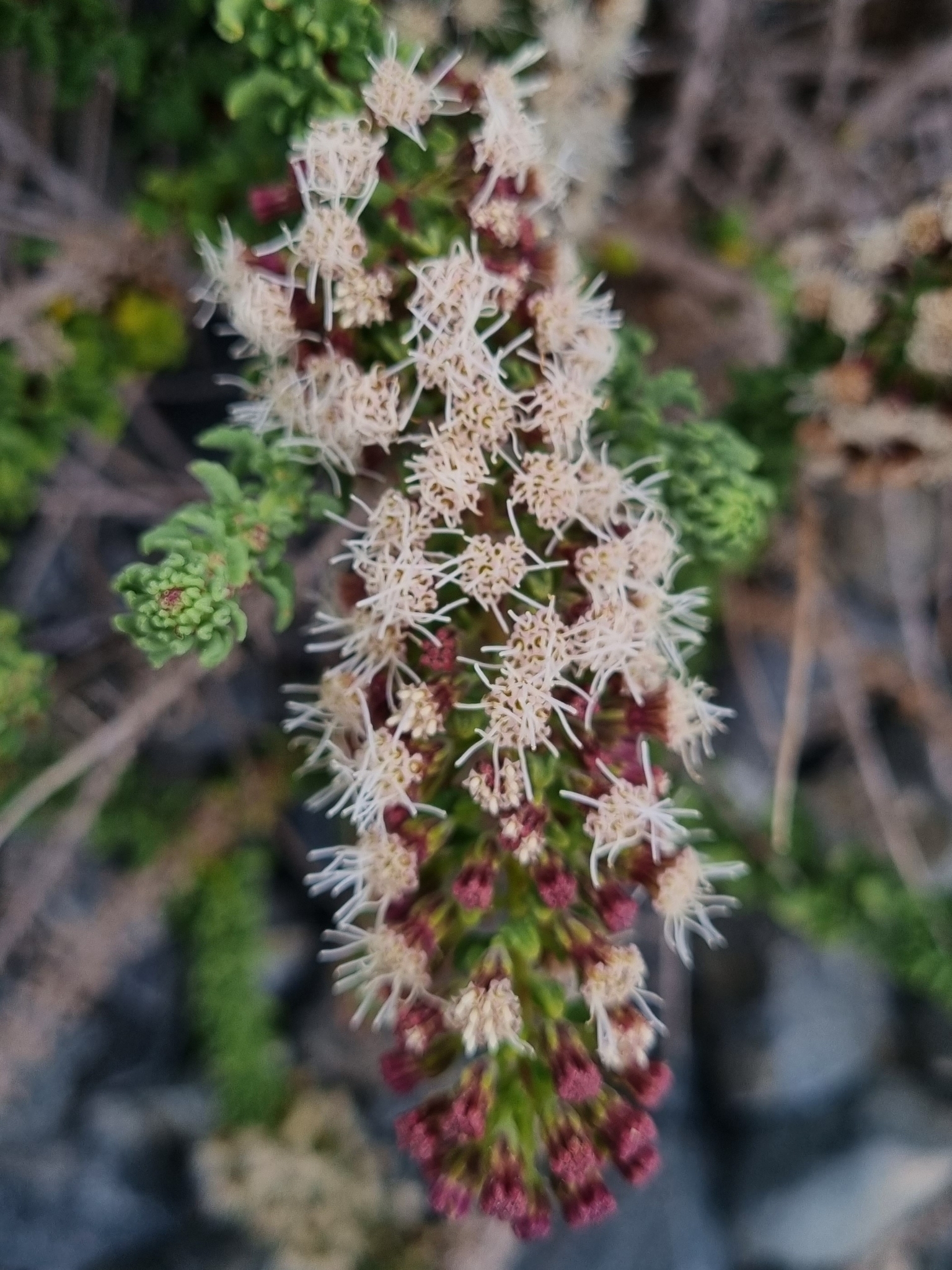 Ophryosporus triangularis Meyen