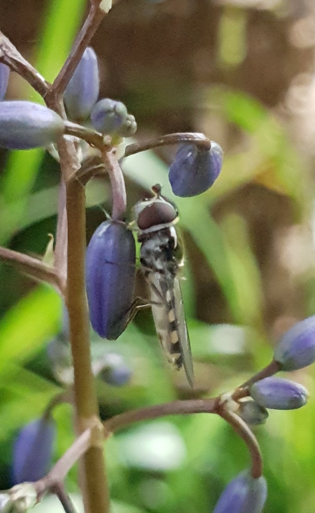 Yellow-shouldered Hover Fly in September 2022 by michael_feshin ...
