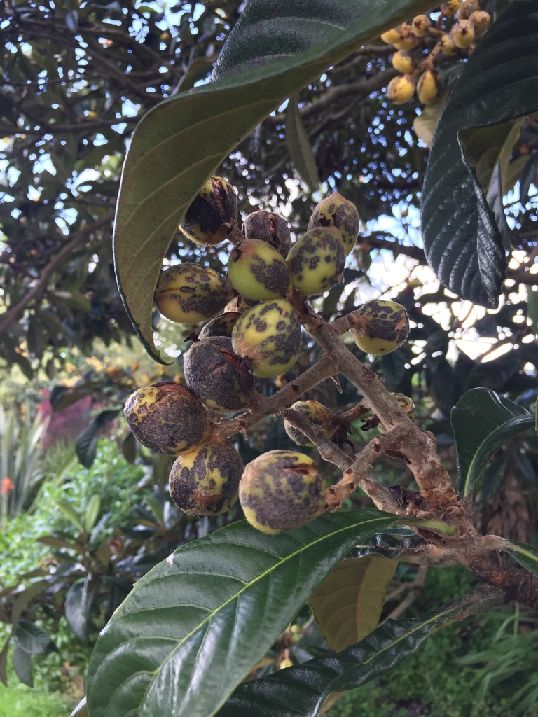 Apple Scab from Auckland, New Zealand on September 21, 2022 at 11:46 AM ...